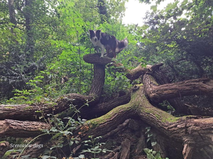 The Benefits of Dogs Climbing Trees - Scentastic Dogs